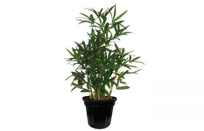 Palma Rafis – The Home Depot Blog