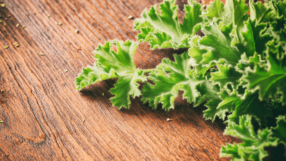 Citronella fresca en tu jardín – The Home Depot Blog