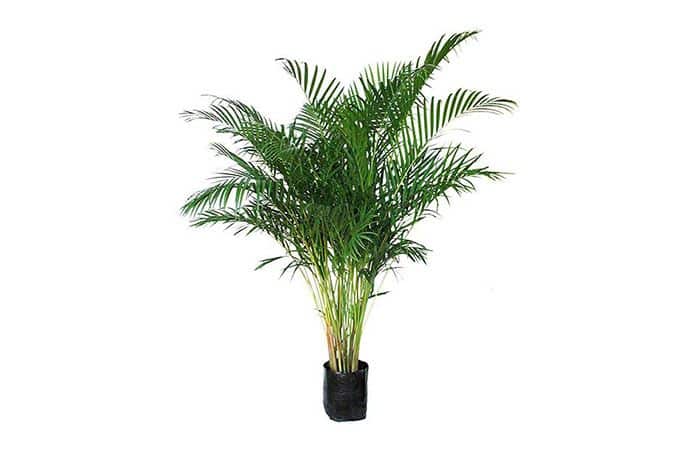 Son plantas que pertenecen al gran grupo de las "palmeras", muy ...