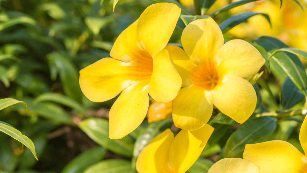 ¿Copa de oro enana? Una flor muy distinta – The Home Depot Blog