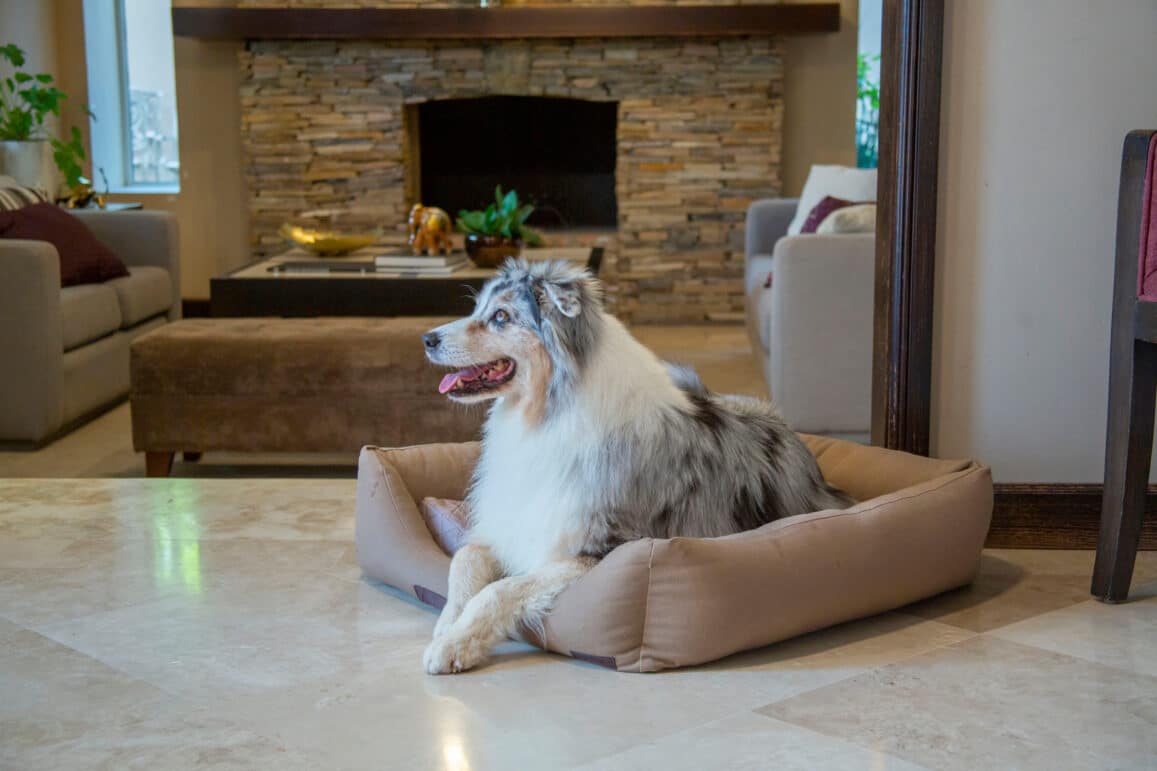 6 cosas que se necesitan para las mascotas en casa – The Home Depot Blog