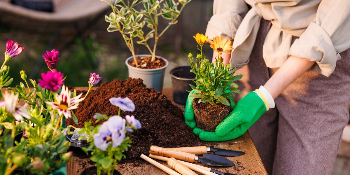 Descubre tipos de plantas ideales según tu personalidad – The Home ...